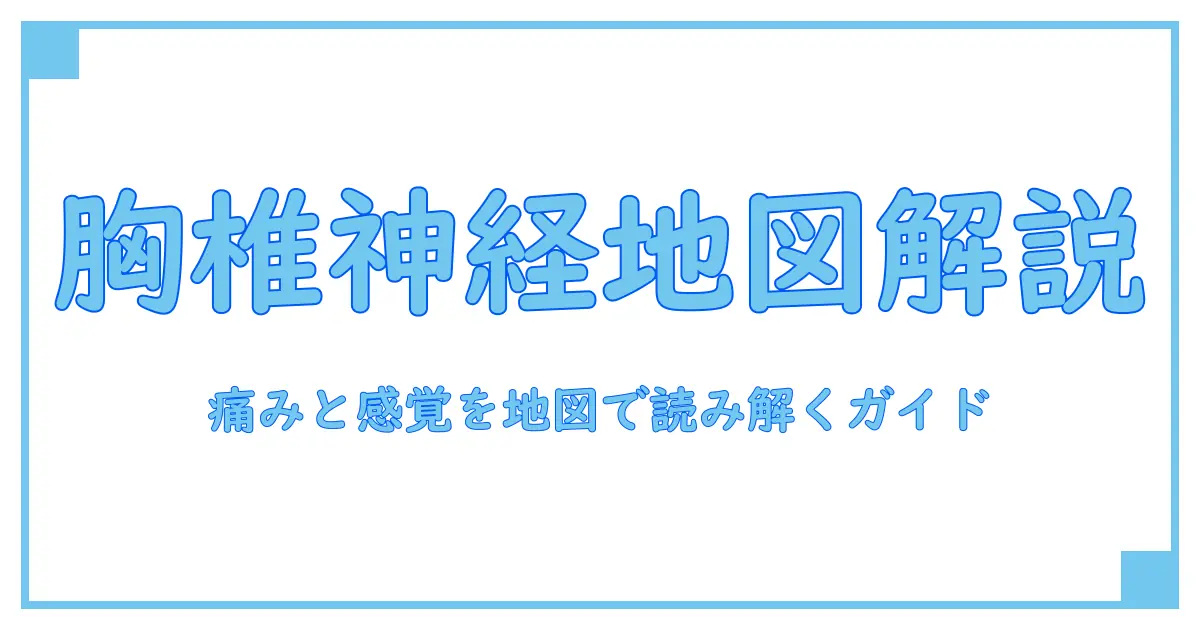 thoracic spine nerve dermatomeを徹底解説：痛みの場所と感覚の地図を読み解く知識系ガイド